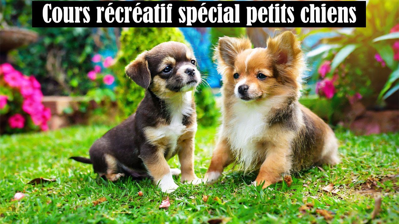 Le cours récréatif spécial petit chien : le rendez-vous incontournable ...