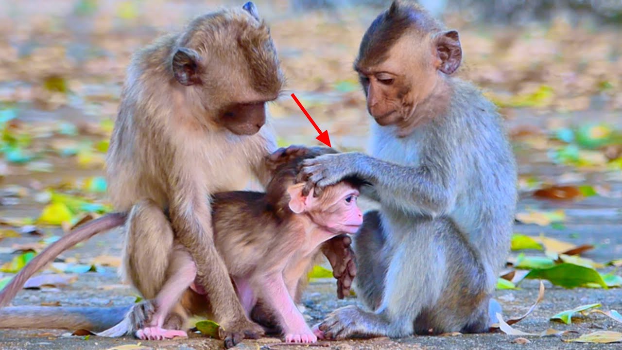 Carelessly Baby newborn adorable RADY without mother RANY and take care ...