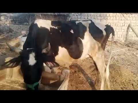 meeting cow | animal meeting |animals meeting