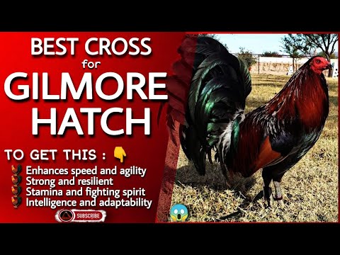 Some of the great combination of this Gilmore hatch chicken. - YouTube