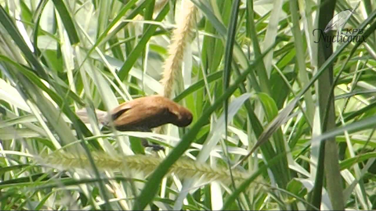 Scaly-breasted Munia / Bondol peking - YouTube