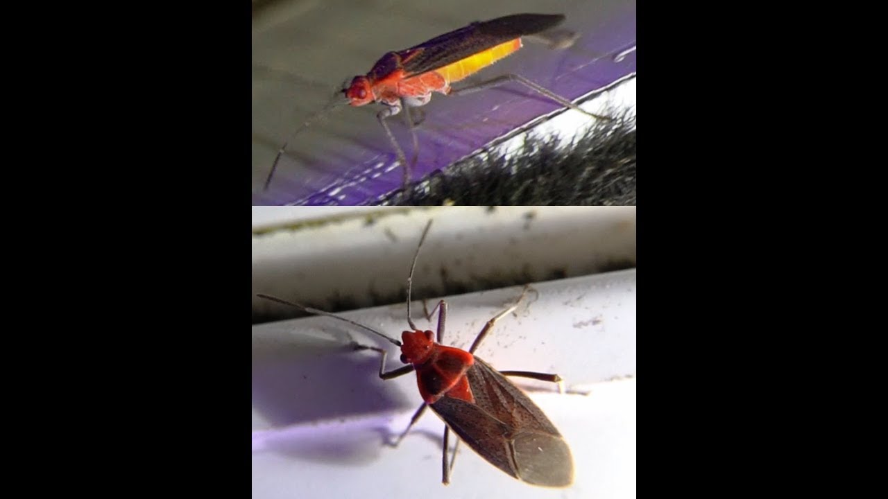 Chinche (Fam. Pyrrhocoridae) Red Bug - YouTube
