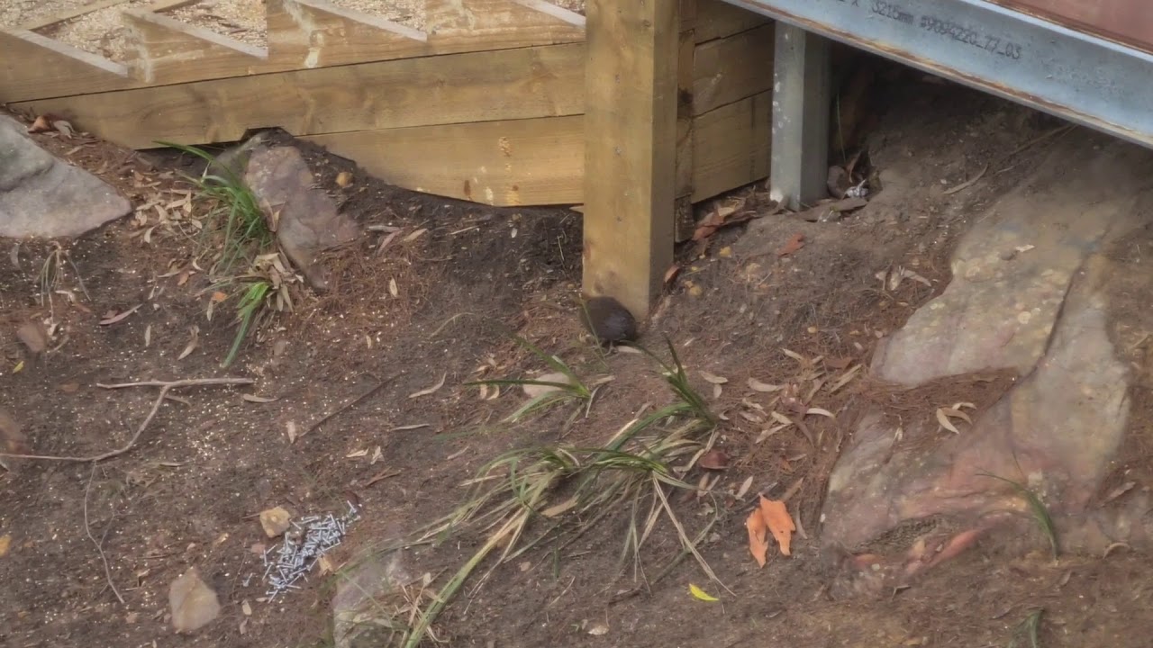 Baby Bush Turkey - YouTube