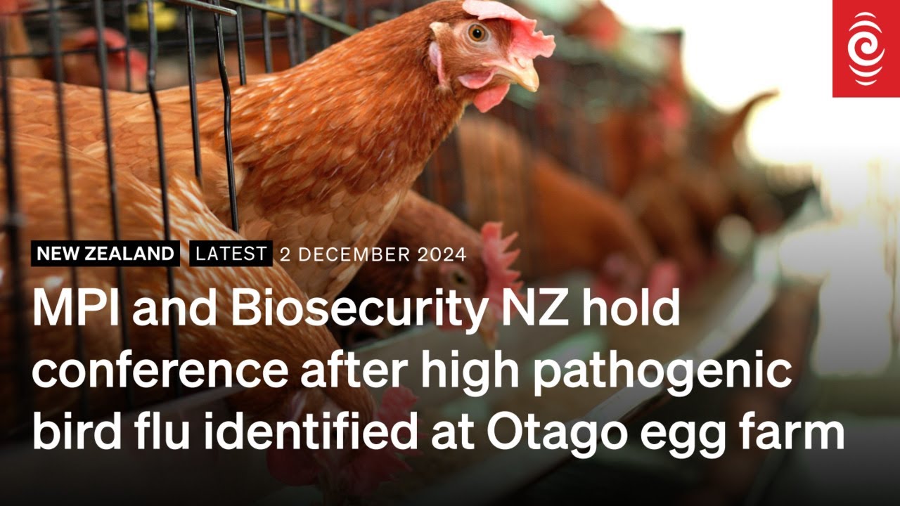 Country's first case of high pathogenic bird flu found on Otago egg ...
