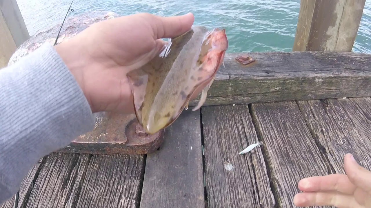 Rye pier squid fishing! - YouTube