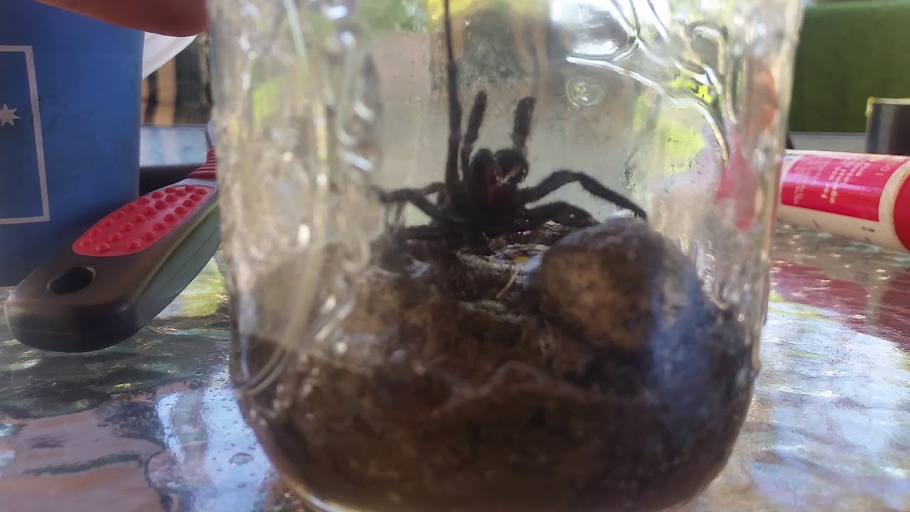 Deadly Male Funnel Web ( Atrax Robustus ) "Aggressively" striking with ...