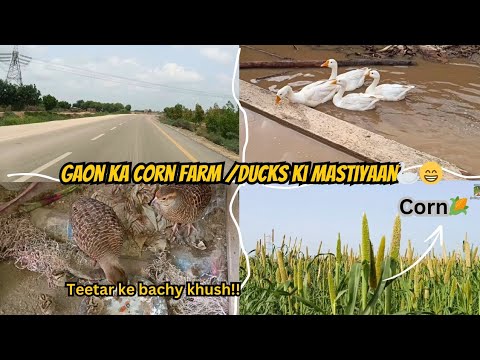 Gaon ma corn | ducks ki mastiyaan | Teetar ky bachy khush 🦢🪶😁 - YouTube