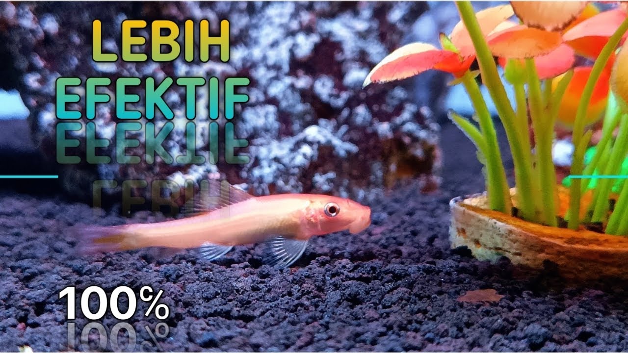 FAKTA MENARIK IKAN ALGA EATER #video - YouTube