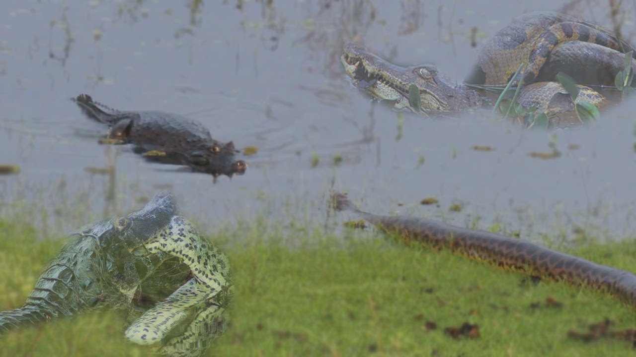 Caiman vs Anaconda | Perbandingan dan Pertarungan 2 Reptil Penguasa ...