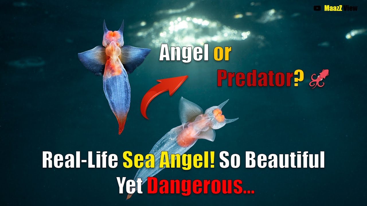 Sea Angel – The Tiny, Beautiful Predator of the Deep | Clione Limacina ...