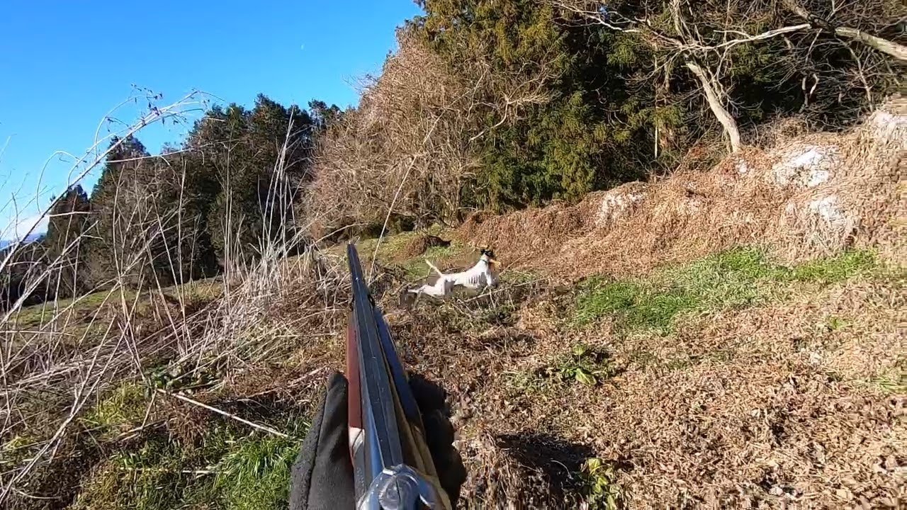 Japanese pheasant Hunting with english Pointer 2018 At Mt. Fuji. - YouTube