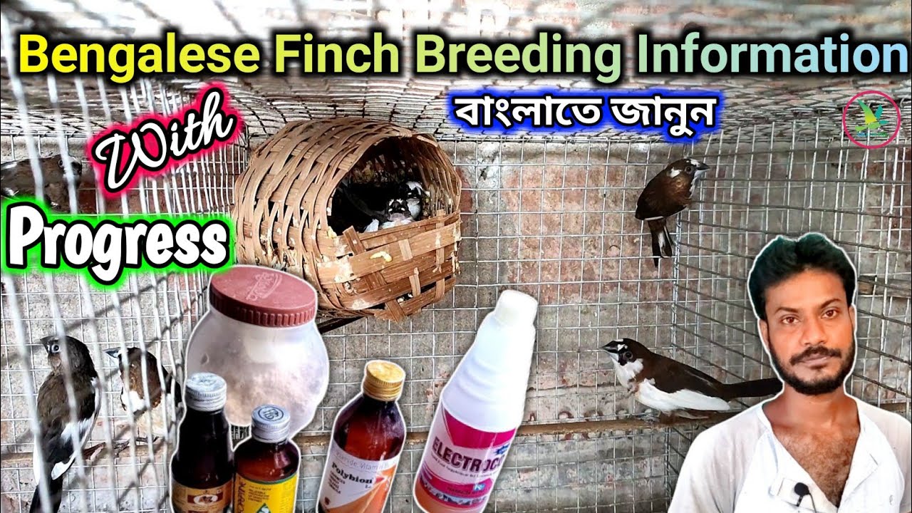Bengalese Finch/Java Sparrow Birds Breeding Setup Visit With Breeding ...