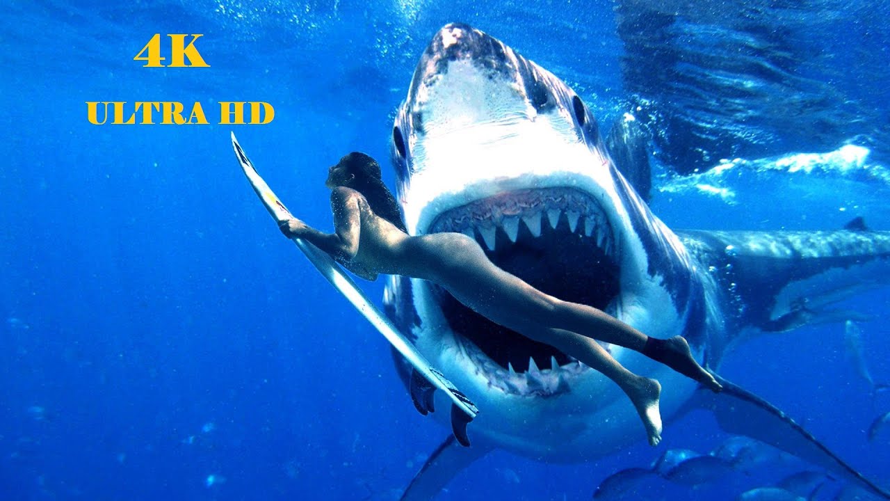 Underwater world 4K ULTRA HD - YouTube