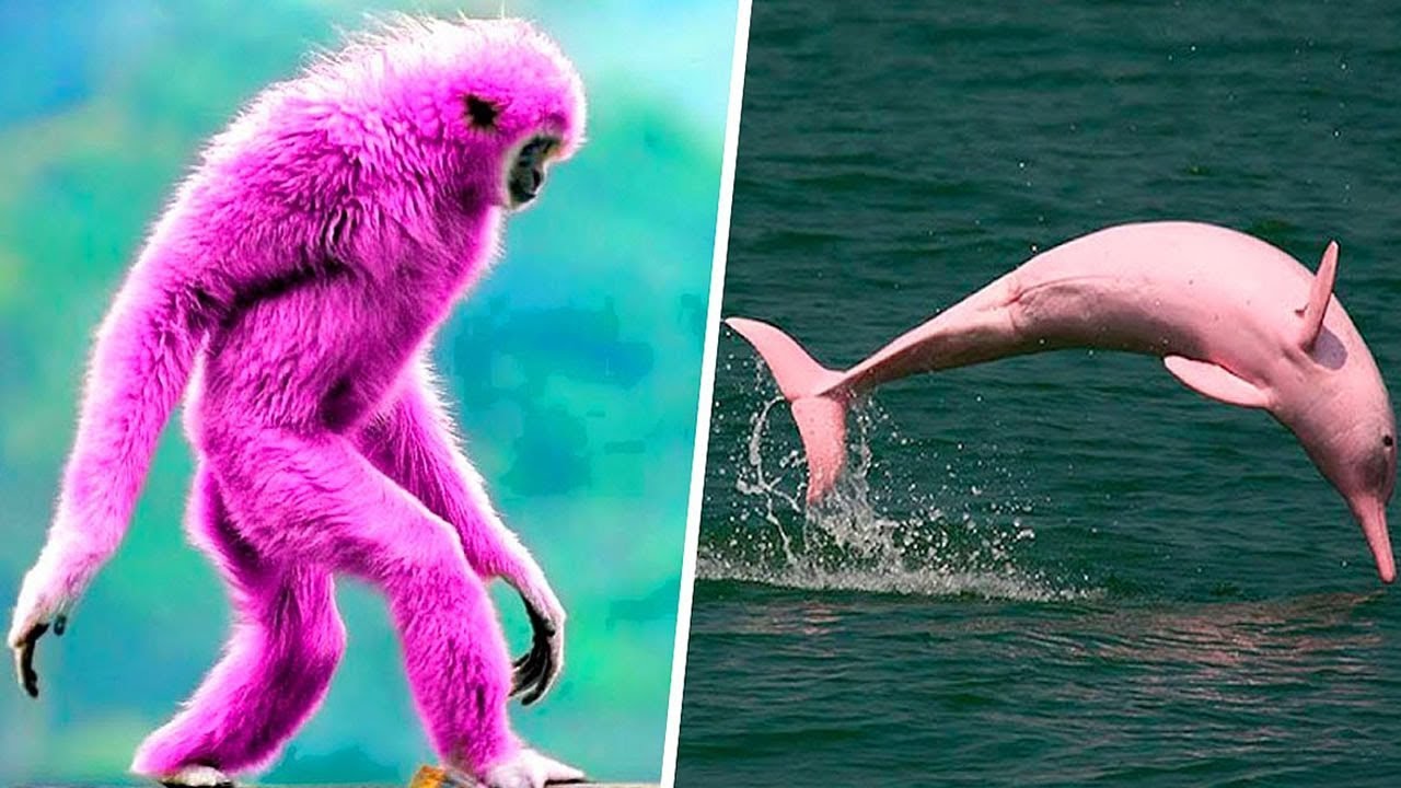 7 Animales De Color Rosa Que Únicos En El Mundo - YouTube