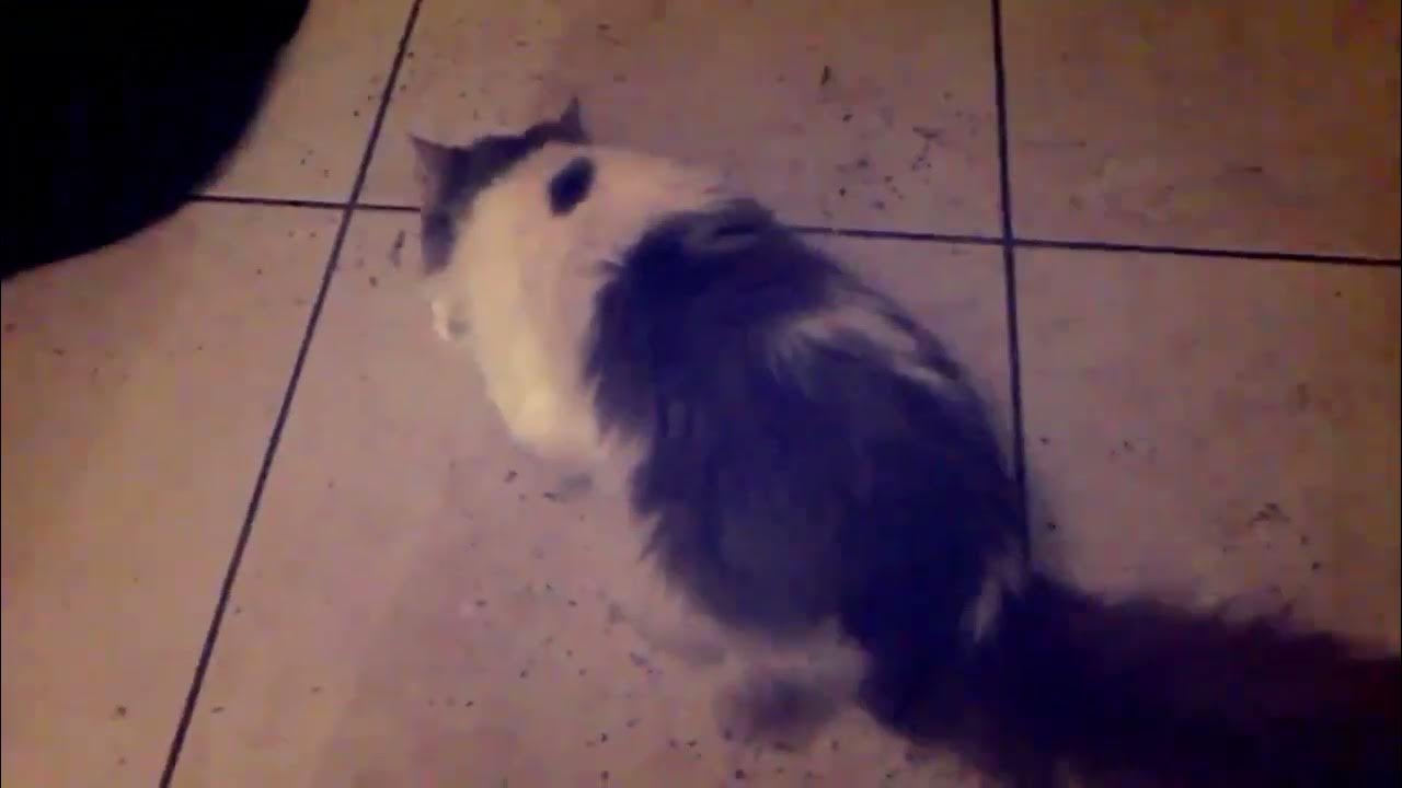 Cosmic Catnip - YouTube