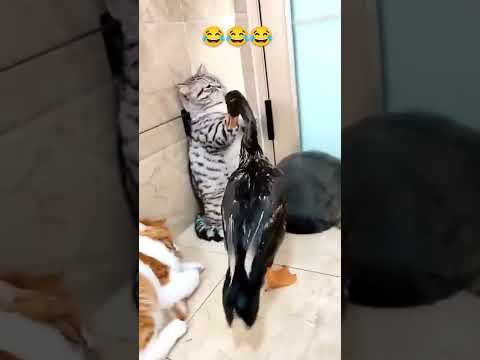 #kedi #komik #şaka #ördek #smile #happy #korku #a101 #bim #marketing #shopping