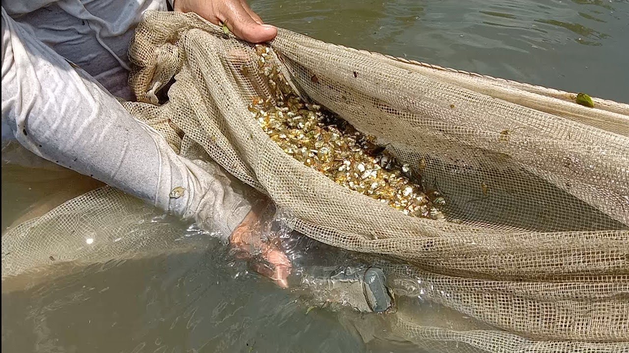 Nature people fish catching in the village | bangladeshi fishing video ...