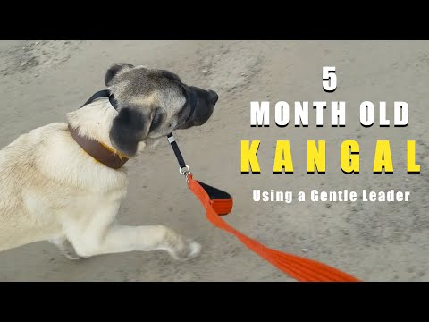 KANGAL PUPPY USING GENTLE LEADER | 5 MONTH OLD TURKISH KANGAL DOG