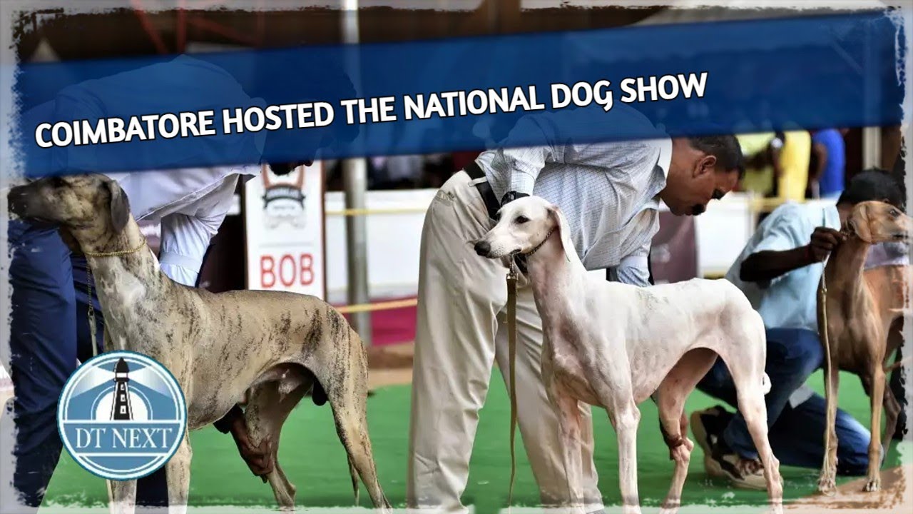 Coimbatore hosted the National Dog Show | Dt Next - YouTube