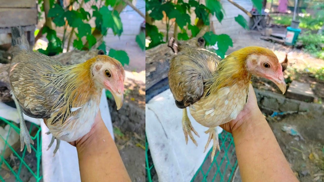 Breeding Tips: Deworming and Delousing...🐣 - YouTube