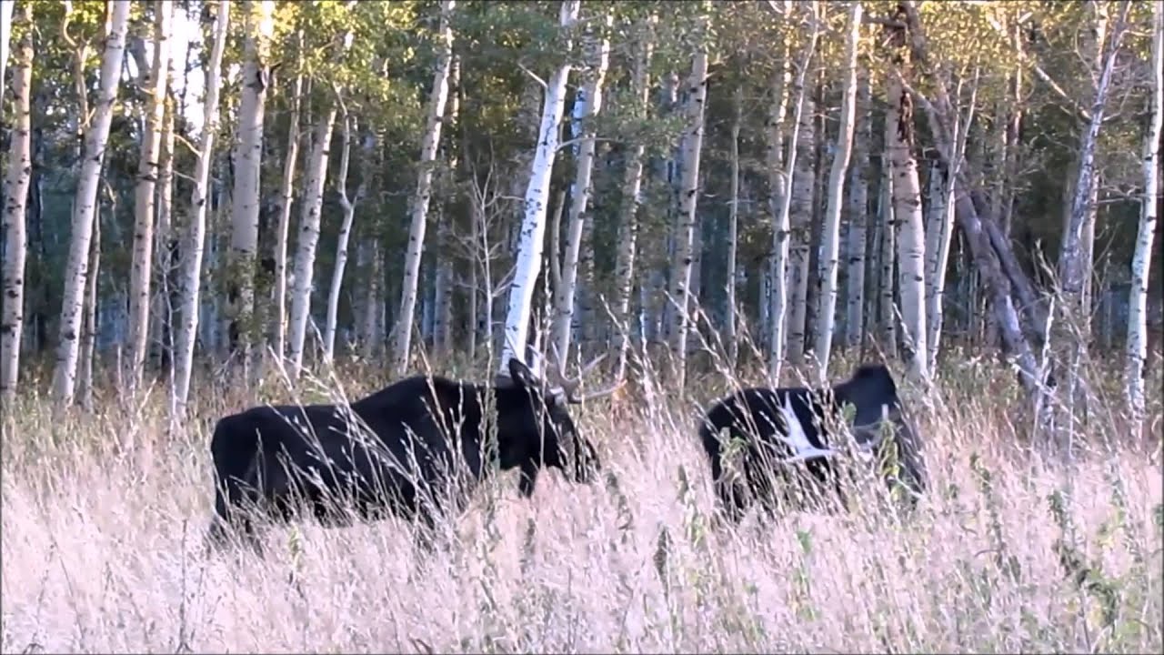 Dancing Moose - YouTube