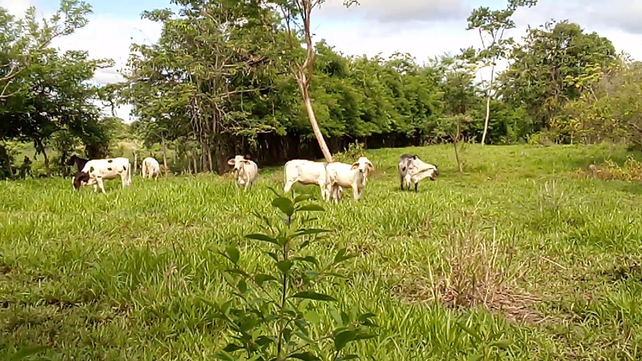 MACANO DE BOQUERON CHIRIQUI - YouTube