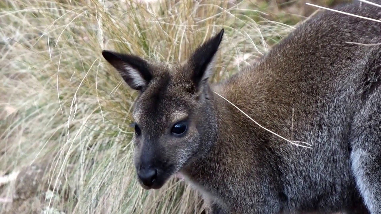 Cataract Gorge Reserve Kangaroos #1, Launceston - Tasmania, Australia ...