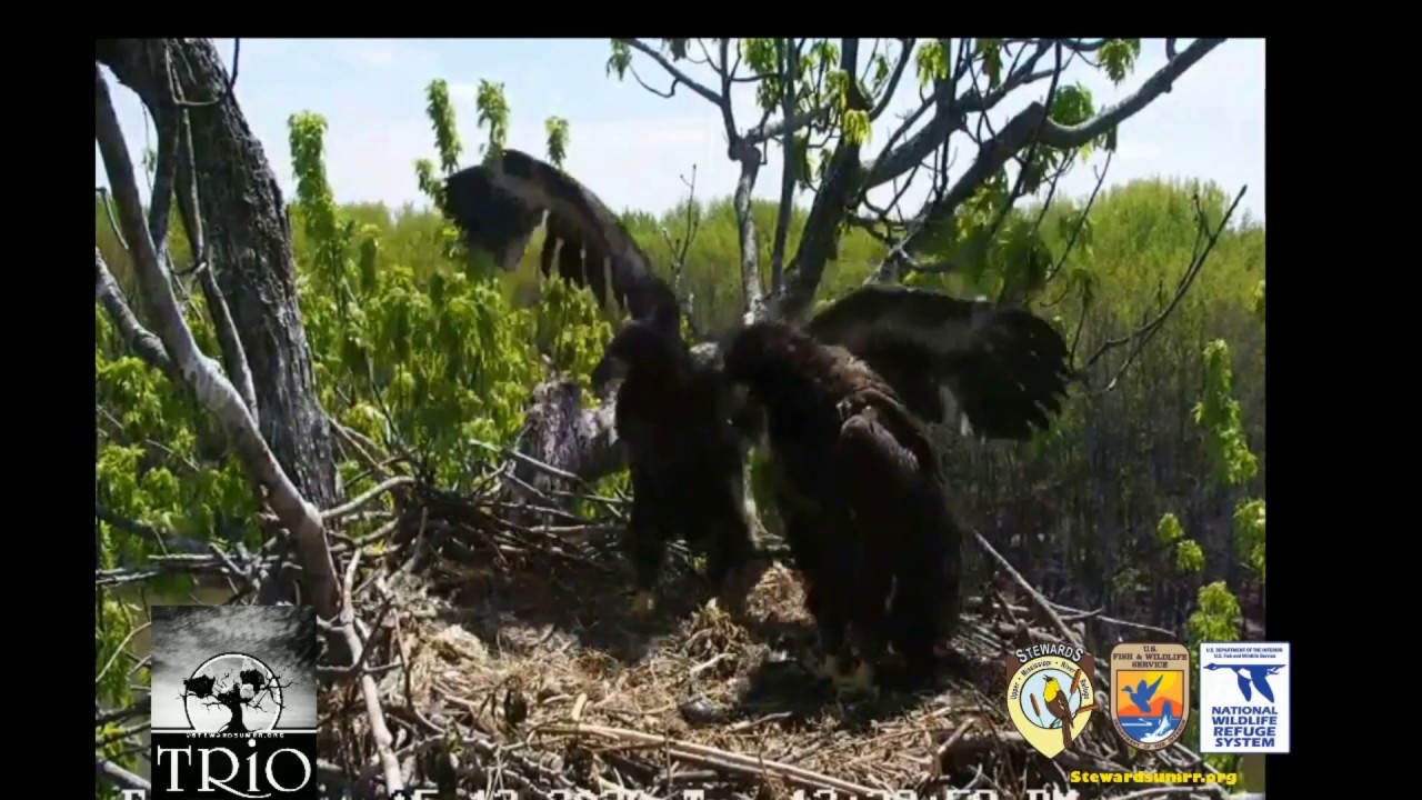 05-12-20 IL Trio eagles; eaglet completes full Horaltic pose. - YouTube