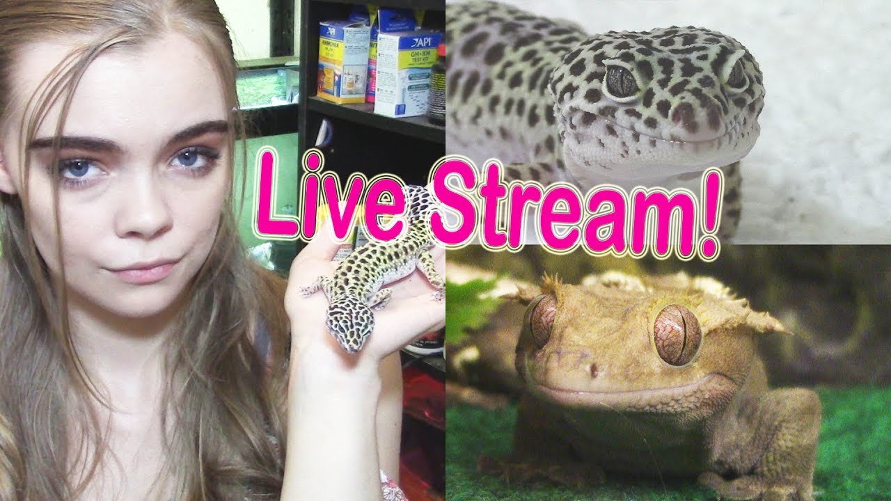 Gecko talk (Let's talk about geckos!) -Pet Adventures Live Stream - YouTube