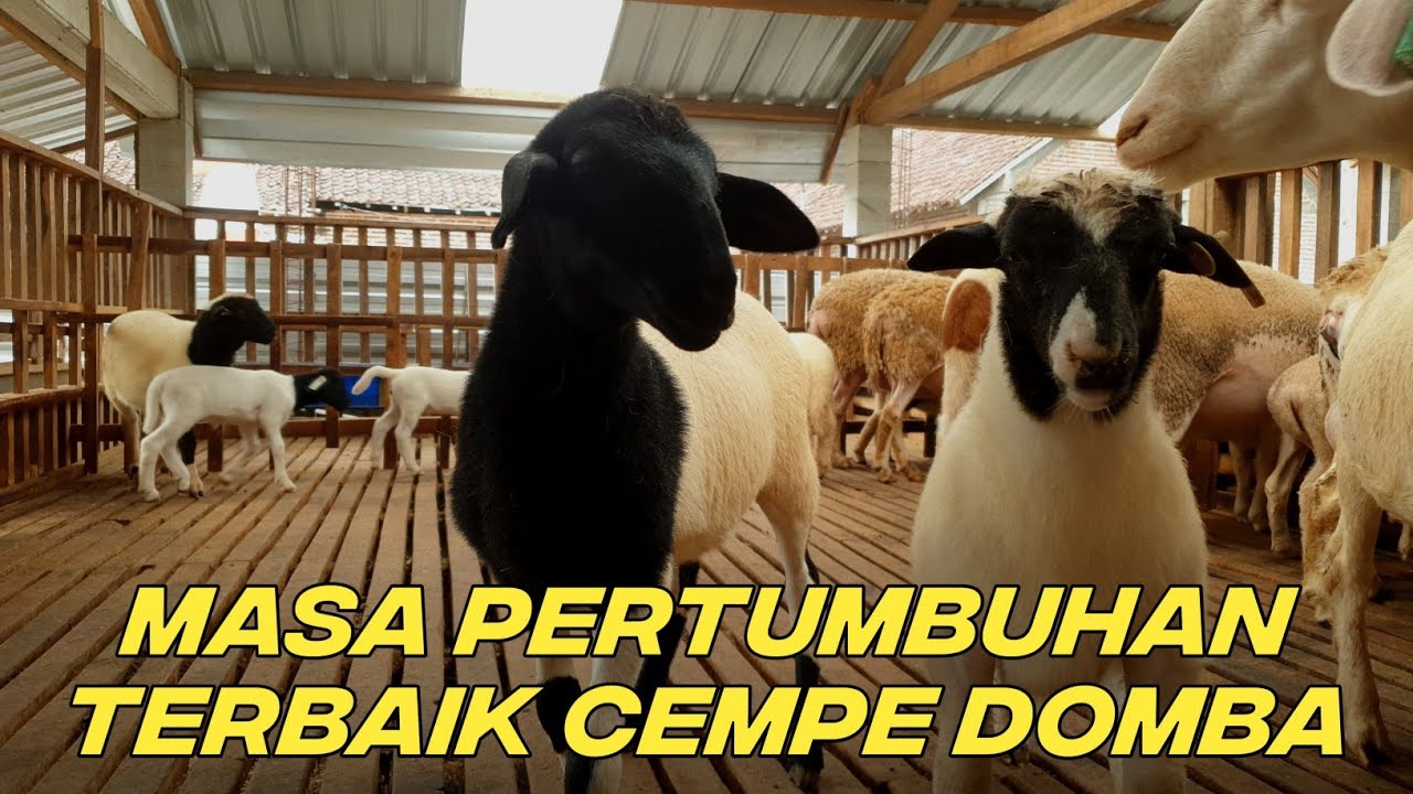 Mengoptimalkan pertumbuhan cempe domba - YouTube