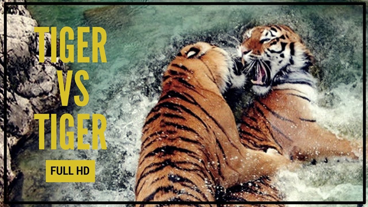 Tiger vs Tiger real fight to death - 4K (Ultra HD) - YouTube