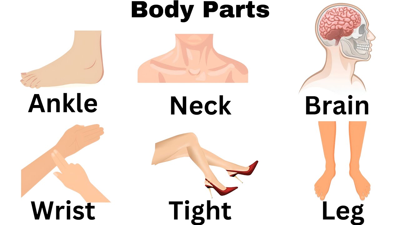 👂🖐️ Body Parts Vocabulary Part 2 : Learn Names, Spelling, and ...