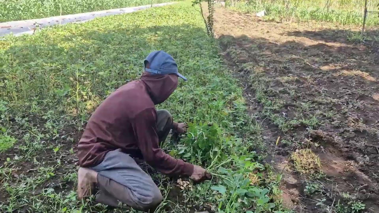 EXTRAORDINARY SKILL OF A SMART FARMER HARVESTING PEANUTS BY PULLING ...