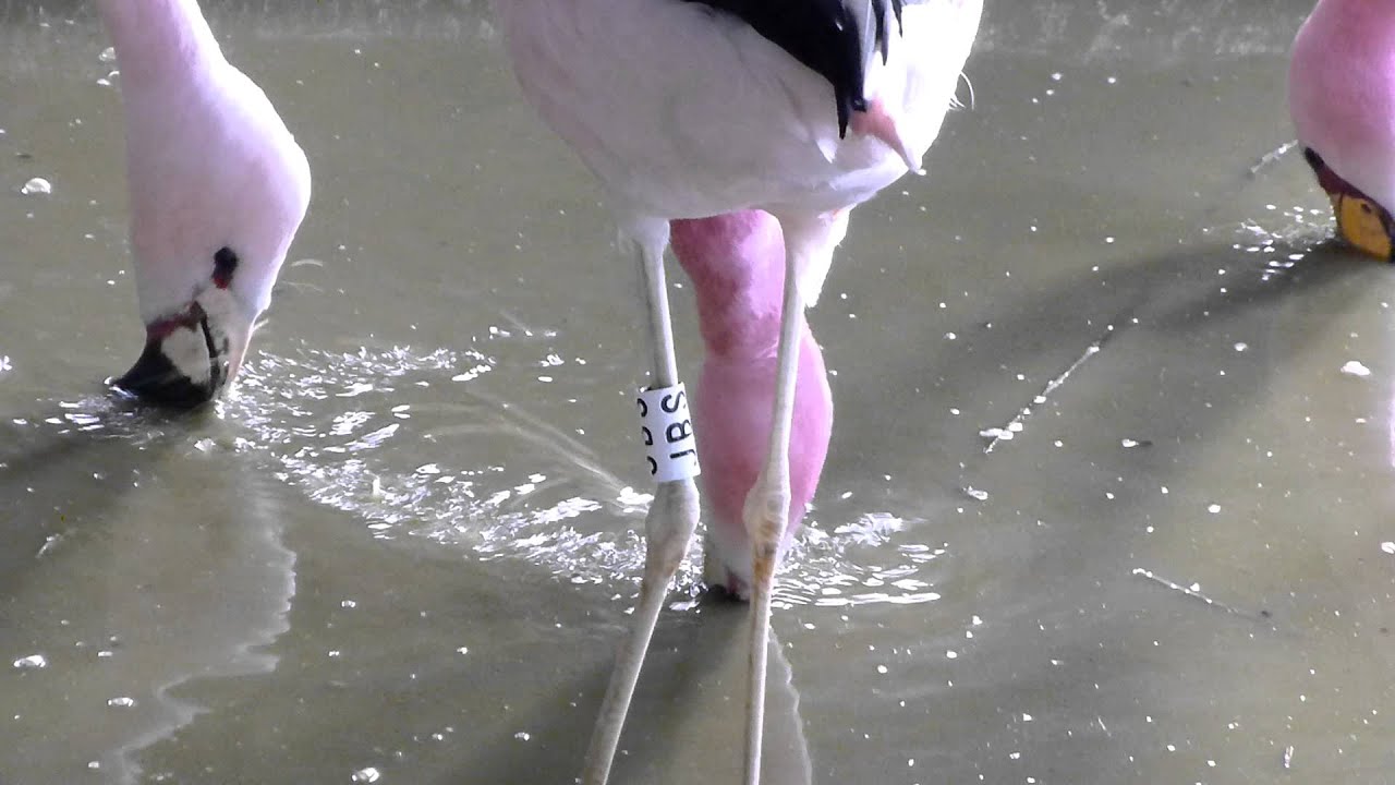 Flamingo filter-feeding close-up. - YouTube