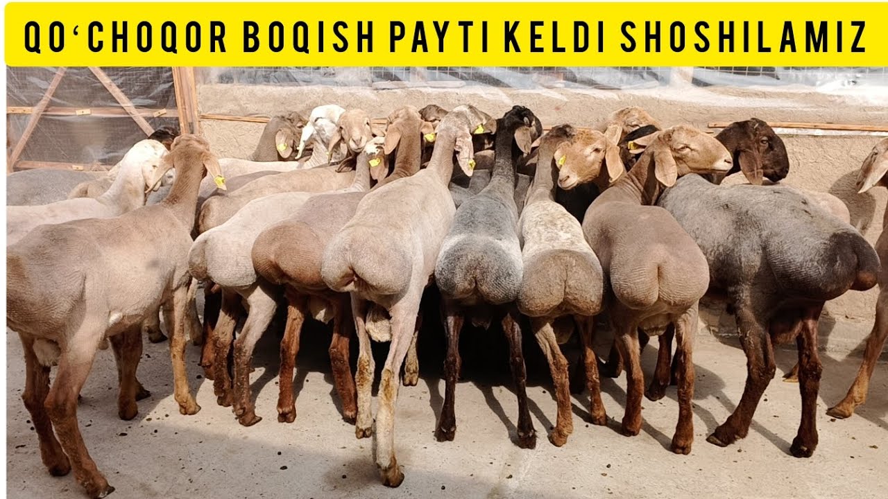 QOʻCHQOR BOQISH PAYTI KELDI SHOSHILAMIZ SONI CHEKLANGAN - YouTube