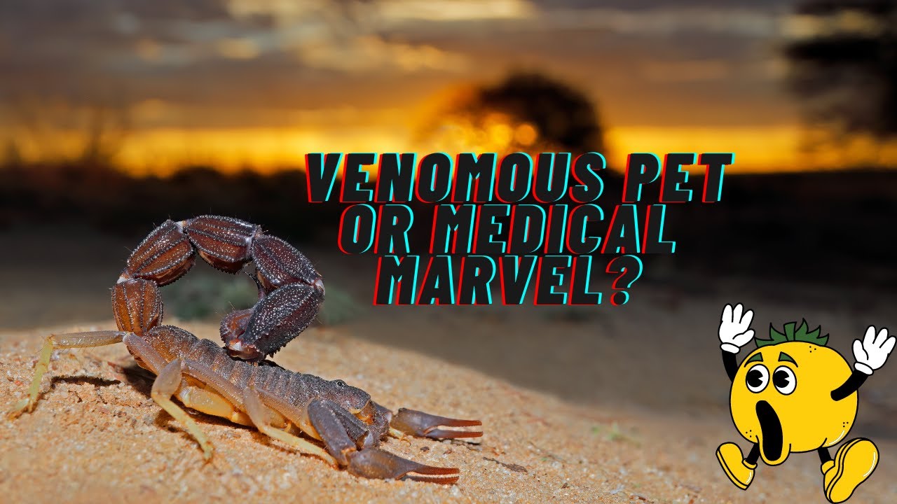 Deathstalker Scorpion: Venomous Pet or Medical Marvel? 😯😯😯 #wildlife # ...
