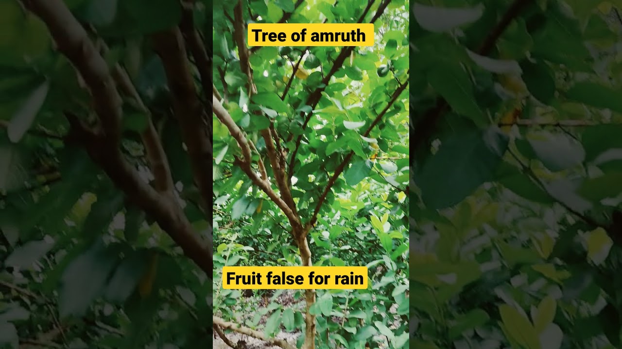 tree of amruth#rain #fruit #false#fruit salad - YouTube