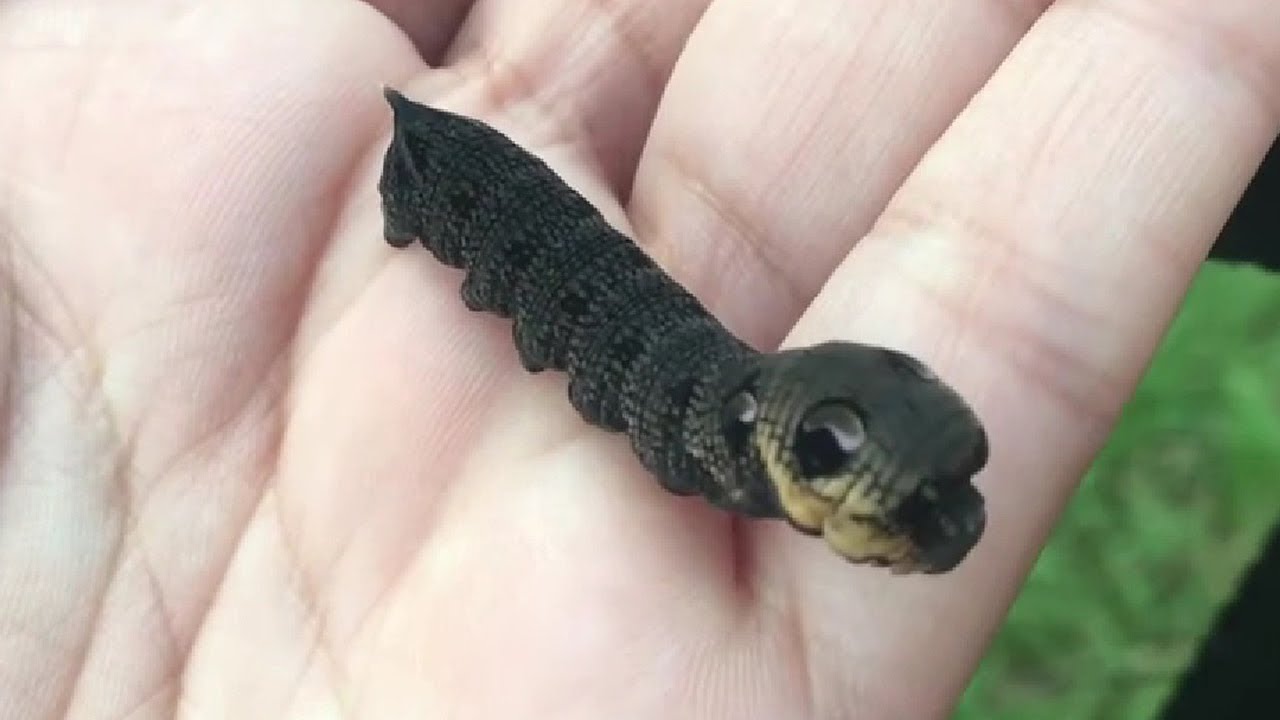 I Found An Elephant Hawk Moth Caterpillar - YouTube