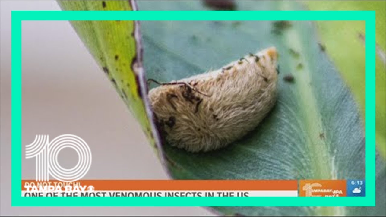Stay away: Florida's puss caterpillar is one of the most venomous ...
