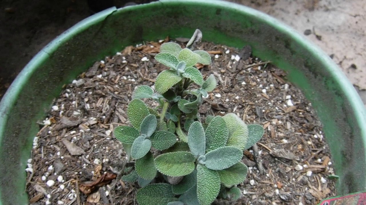 Sage container gardening - YouTube
