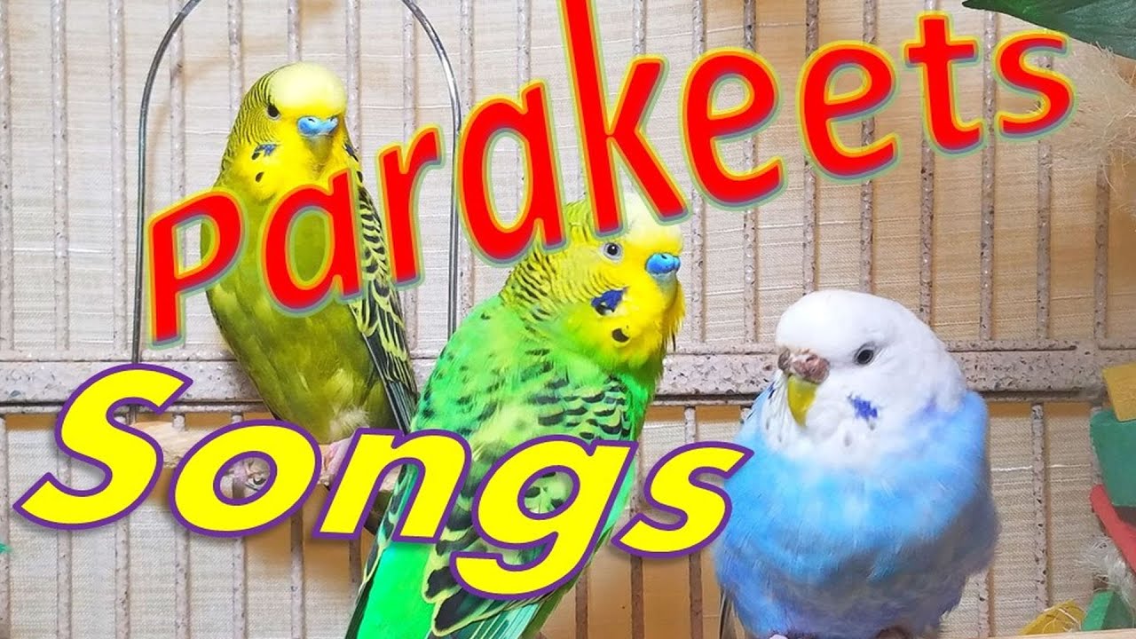 3.5 Hr Joyful Parakeets Eating Vegetables, Budgies Chirping. Healing ...