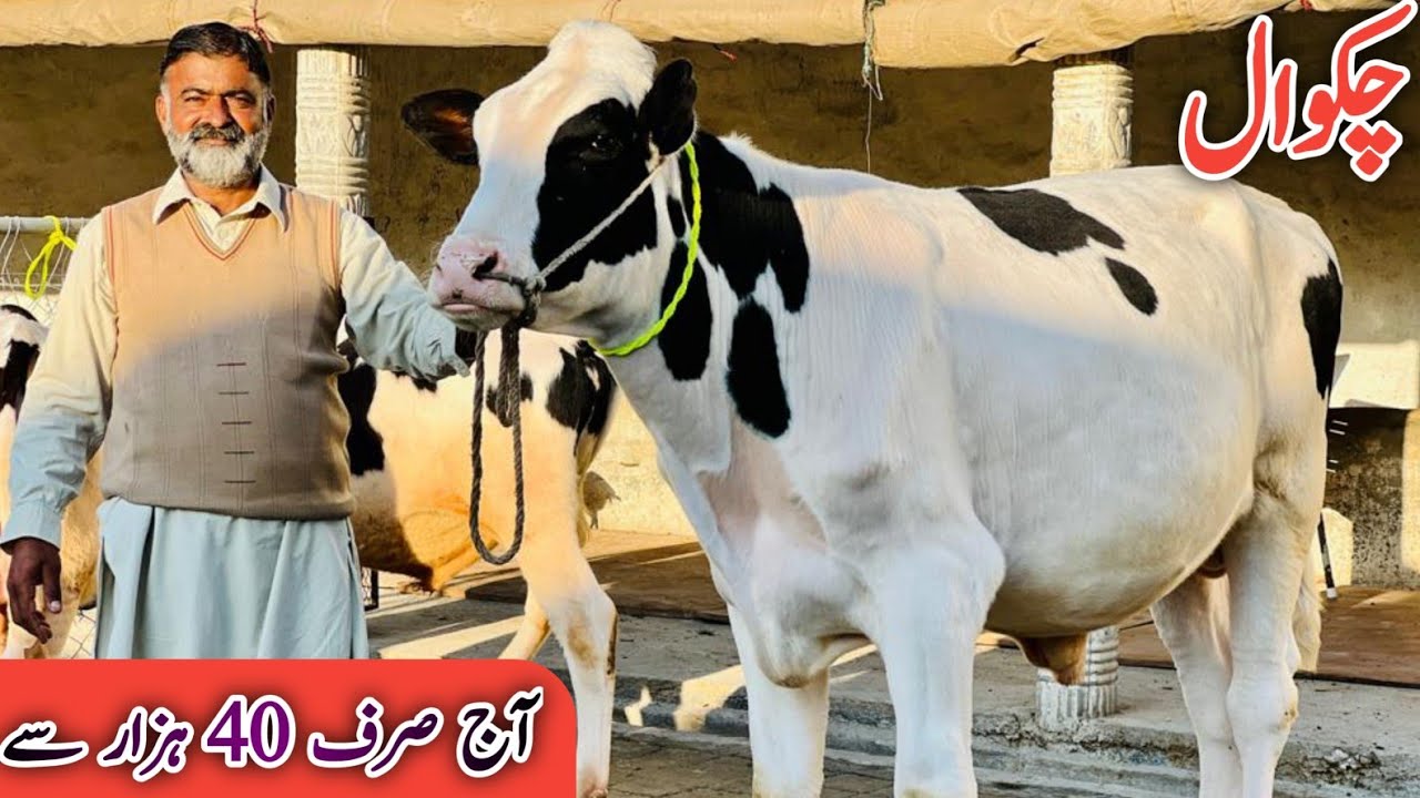 Chakwal | Australian Heifers | Big Bulls For sale | Breeder | Jersey ...