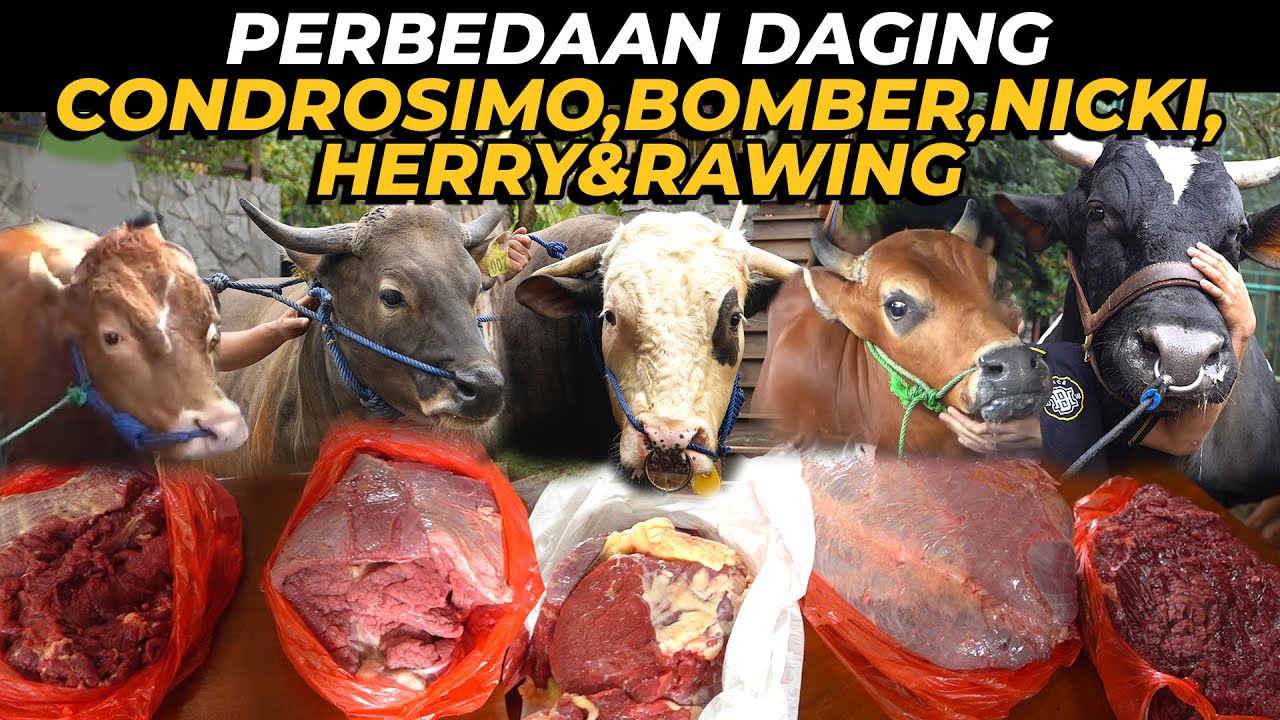 WOW...!!! GAK NYANGKA..!! TERNYATA DAGING CONDROSIMO KAYAK GINI ...