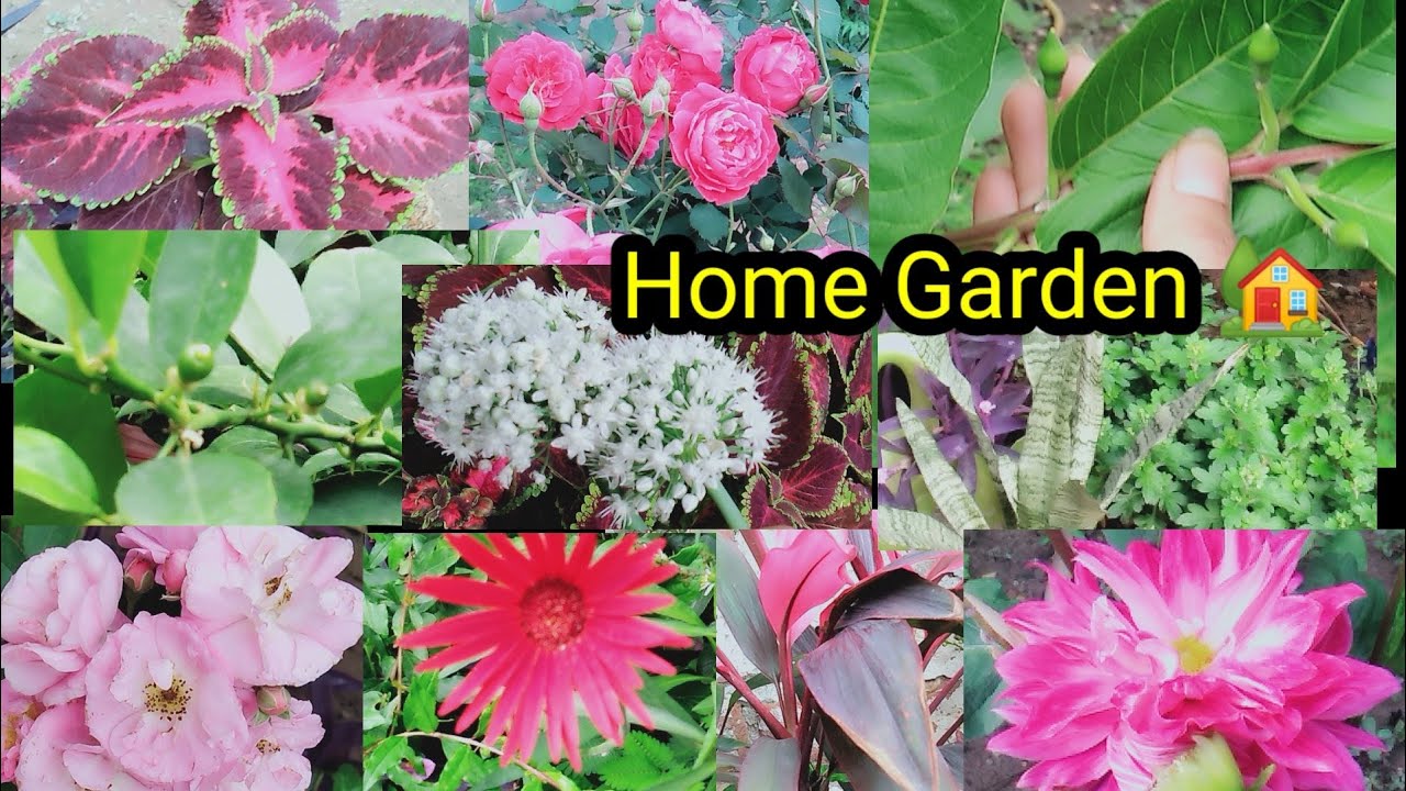 Home Garden ke plants and Flowers, view April month ka full view ...