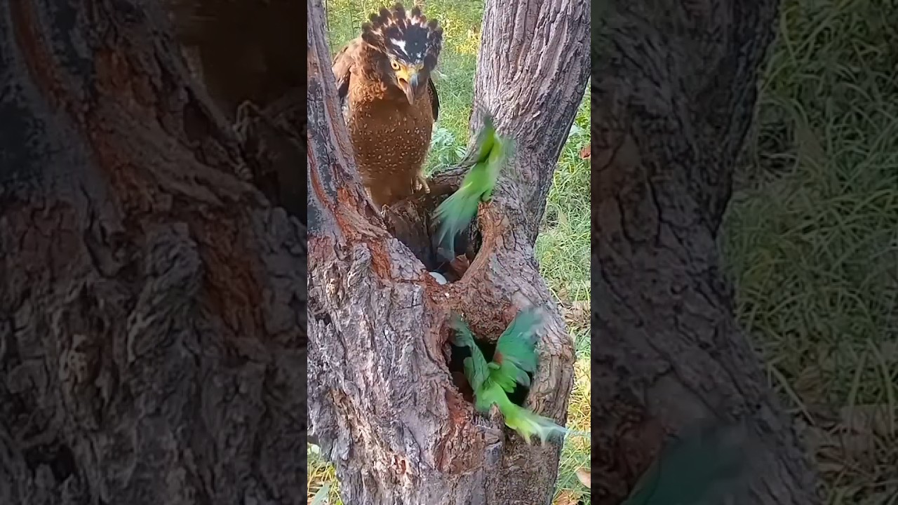 Parrot and eagle together #wildlife #videoshort #birdsofinstagram # ...