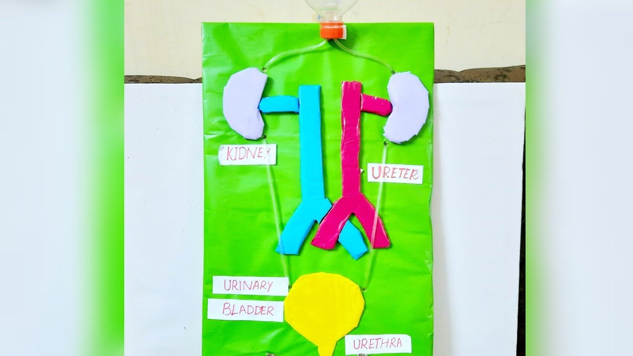 How to make Kidney Working Model | School Project for students - YouTube