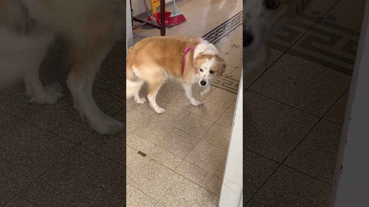Cutie dog lupetta 🥰 #dog - YouTube