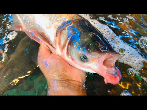 Big Silver Fish Cutting Skills Expert M Man In Fish Market|silver bar ...