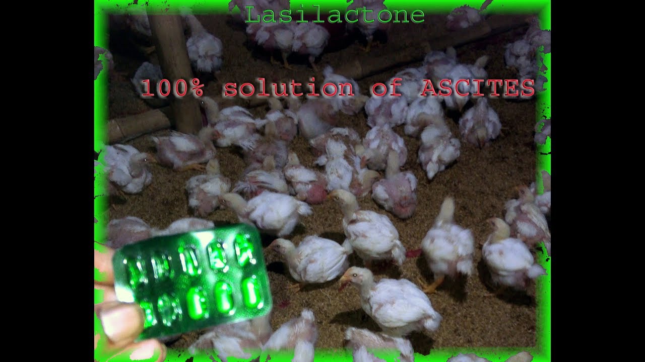ascites solution in poultry farming - YouTube