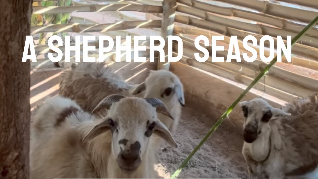 BECOMING A SHEPHERD! #shepherd #sheep #goats #farming #africa - YouTube